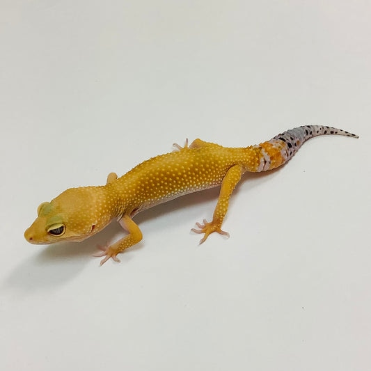 Super Hypo Tangerine Carrot Tail Baldy Leopard Gecko by BHB Reptiles ...
