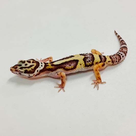 Albino Bell Leopard Gecko by BHB Reptiles - MorphMarket