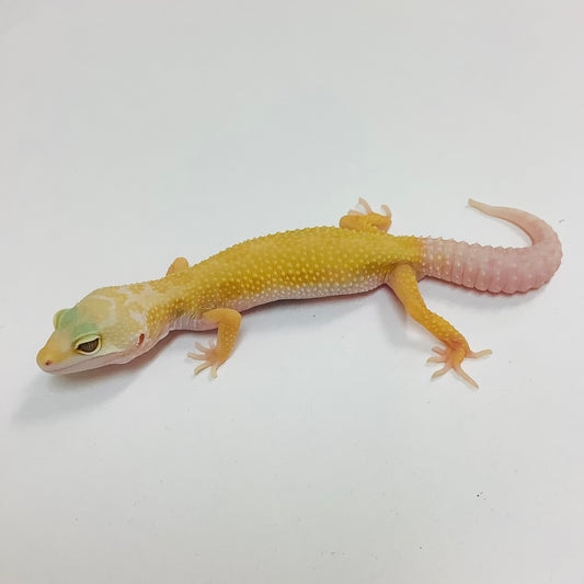 Albino Tremper Murphy Patternless Leopard Gecko by BHB Reptiles
