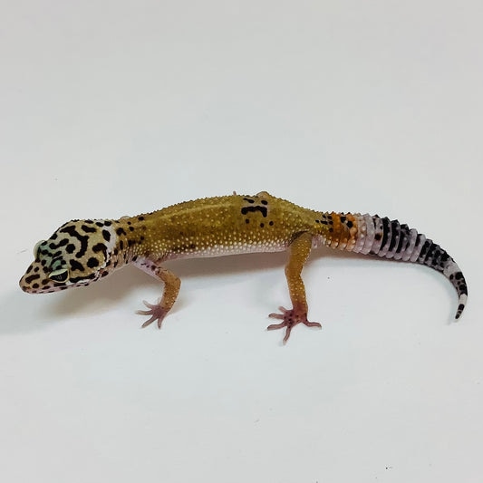 Dark Hypo Mack Snow Het Tremper Leopard Gecko by BHB Reptiles - MorphMarket