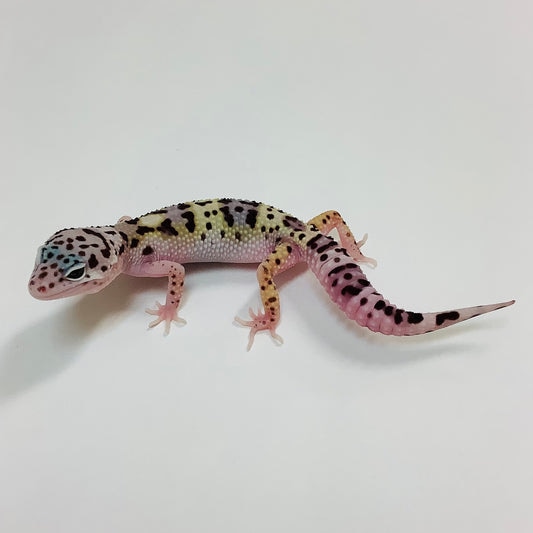 Mack Snow Eclipse Pos Het Tremper Albino Leopard Gecko by BHB Reptiles ...