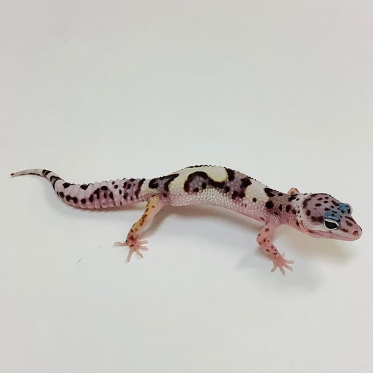 Mack Snow Het Bell Albino Leopard Gecko by BHB Reptiles - MorphMarket