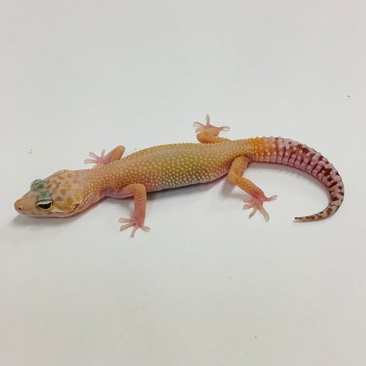 Mack Snow Raptor Leopard Gecko by BHB Reptiles - MorphMarket