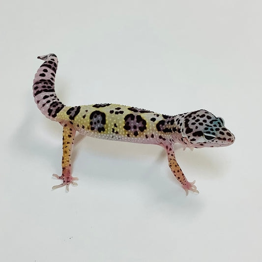 Mack Snow Het Murphy Patternless Leopard Gecko by BHB Reptiles ...