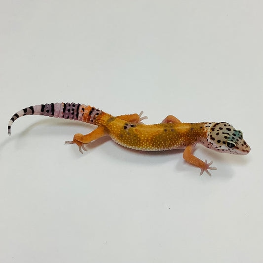 Tangerine Leopard Gecko by BHB Reptiles - MorphMarket