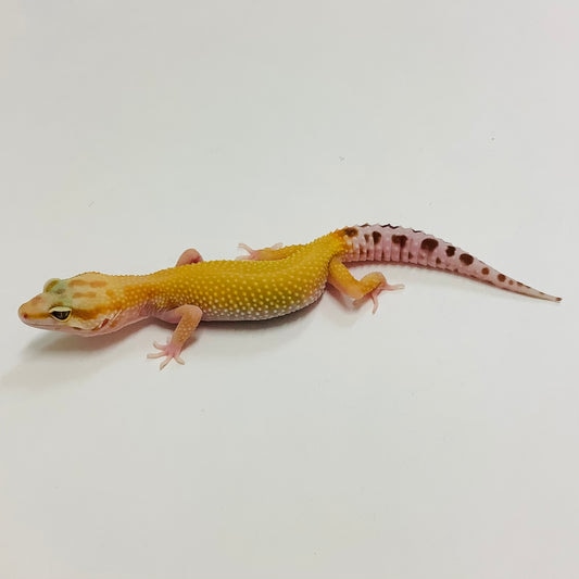 Sunglow Raptor Pos Het Murphy Patternless Leopard Gecko by BHB Reptiles ...