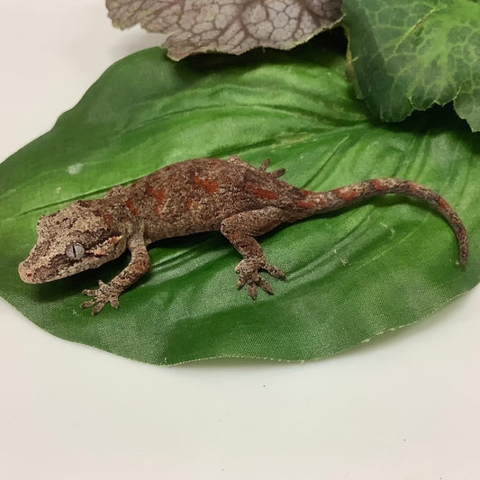 Orange Blotched Reticulated Gargoyle Gecko- Pos Male #AN09 by BHB ...