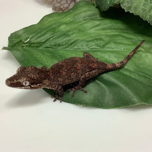 Orange Blotched Reticulated Gargoyle Gecko- Unsexed #AN13 by BHB ...
