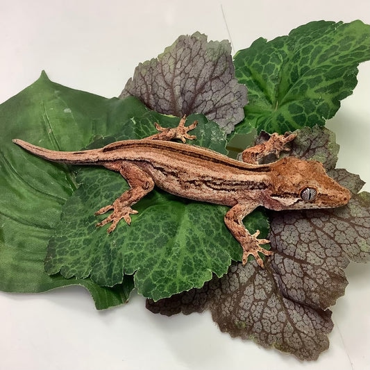 Pastel Pink Super Stripe Gargoyle Gecko- Female #RP01 by BHB Reptiles