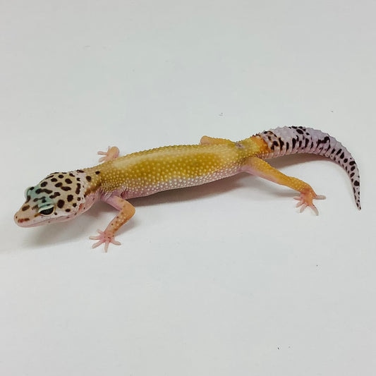 Hypo Mack Snow Het Bell Albino Leopard Gecko by BHB Reptiles