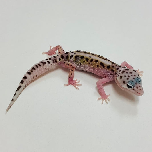 Stripe Mack Snow Eclipse Het Tremper Leopard Gecko by BHB Reptiles ...