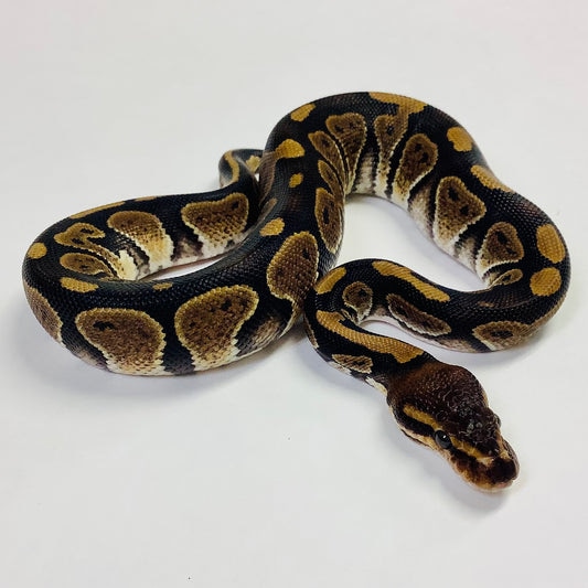 Mahogany Ball Python by BHB Reptiles - MorphMarket