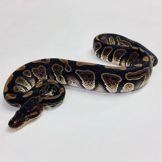 Mahogany Ball Python by BHB Reptiles - MorphMarket