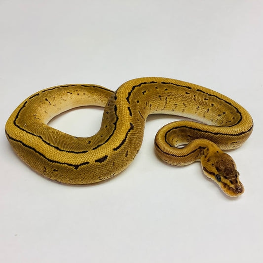 Calico Pinstripe Yellowbelly Ball Python by BHB Reptiles - MorphMarket