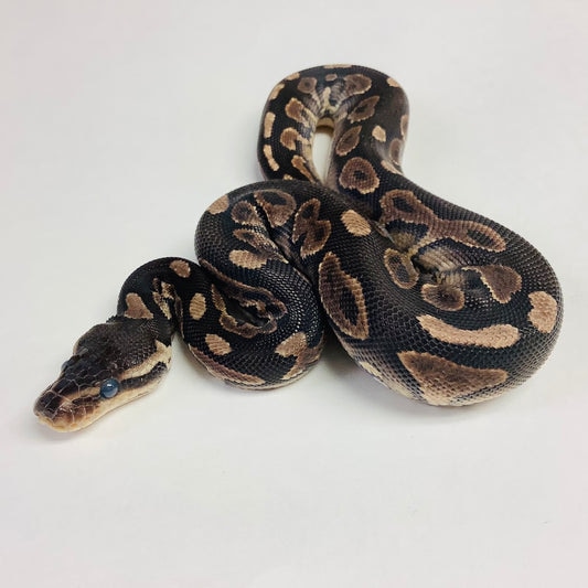 Cinnamon Yellowbelly Ball Python by BHB Reptiles - MorphMarket