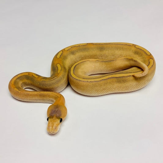 Mimosa Ball Python by BHB Reptiles