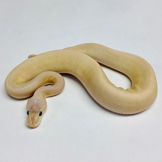 Pewter Banana Camo Ball Python by BHB Reptiles - MorphMarket