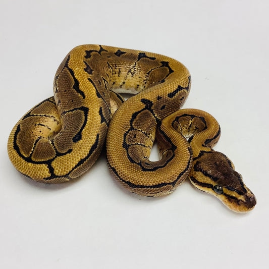 Pinstripe Ball Python by BHB Reptiles - MorphMarket