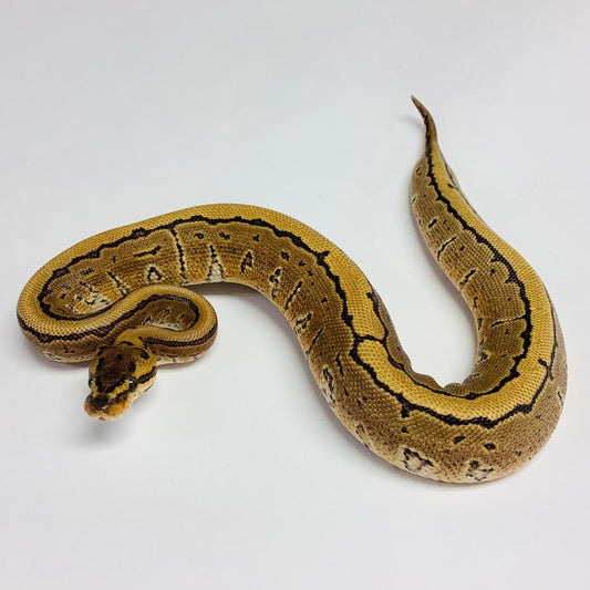 Pinstripe Spector Ball Python by BHB Reptiles