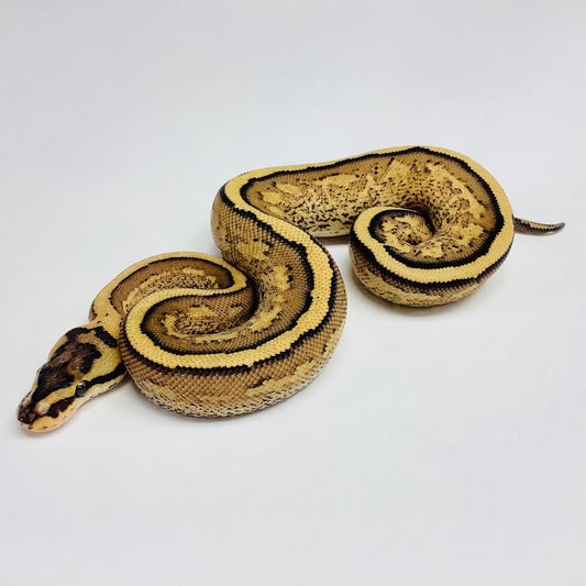 Super Stripe Ball Python by BHB Reptiles - MorphMarket