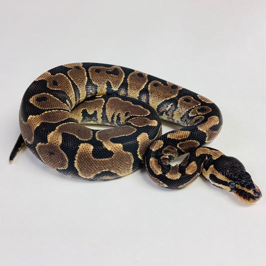 YellowBelly Ball Python by BHB Reptiles - MorphMarket