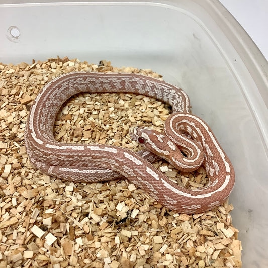 Ultramel Anerythristic Tessera Corn Snake by BHB Reptiles - MorphMarket