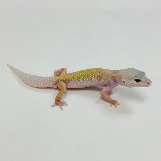 Murphy Patternless Pos W/Y Leopard Gecko by BHB Reptiles - MorphMarket