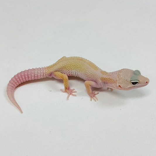 Mack Snow Tremper Albino Murphy Patternless W/Y Leopard Gecko by BHB ...
