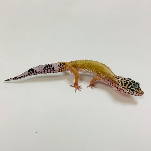 Dark Hypo Mack Snow Het Bell Leopard Gecko by BHB Reptiles - MorphMarket