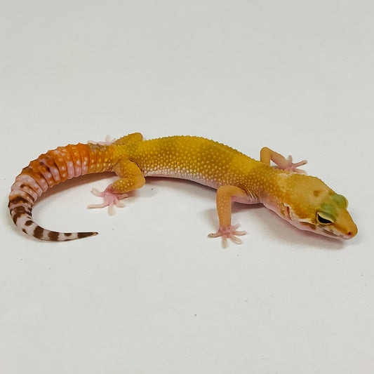 Sunglow Raptor Leopard Gecko by BHB Reptiles