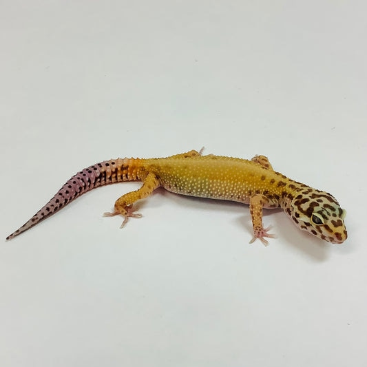 Hypo Albino Tremper Tangerine Pos Het Eclipse Leopard Gecko by BHB ...