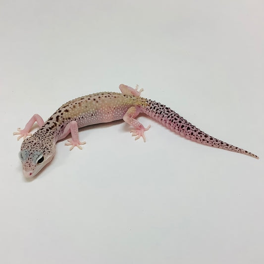 Mack Snow Eclipse W/Y Pos Het Blizzard Leopard Gecko by BHB Reptiles ...