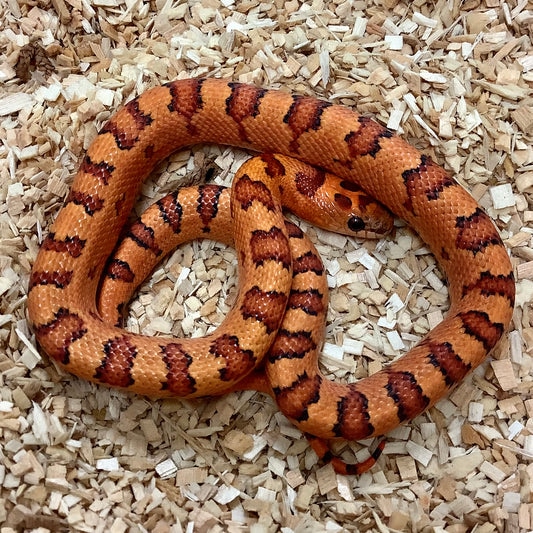 Orange Nuevo Leon Kingsnake by BHB Reptiles - MorphMarket
