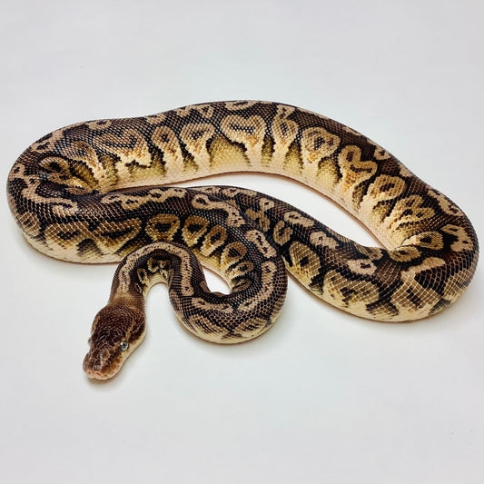 Pastel Lesser Russo Hidden Gene Woma Ball Python by BHB Reptiles ...