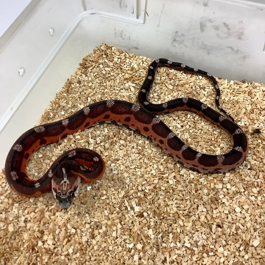 Scaleless Western Rat Snake by BHB Reptiles