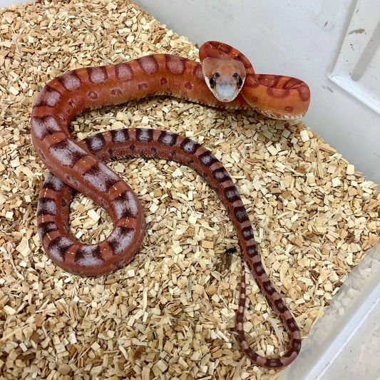 Scaleless Western Rat Snake by BHB Reptiles