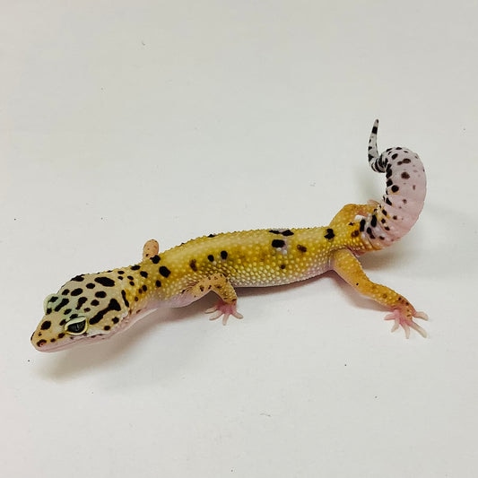 Hypo Mack Snow Het Eclipse Leopard Gecko by BHB Reptiles