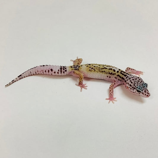 Hypo Mack Snow W/Y Het Bell Leopard Gecko by BHB Reptiles