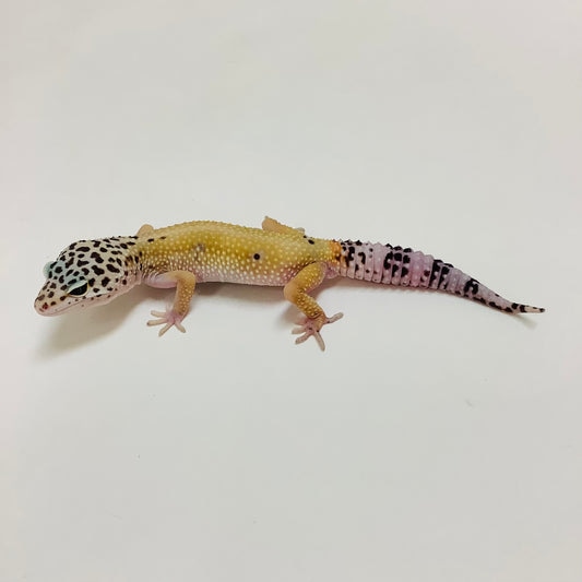 Hypo Mack Snow W/Y Het Murphy Patternless Leopard Gecko by BHB Reptiles