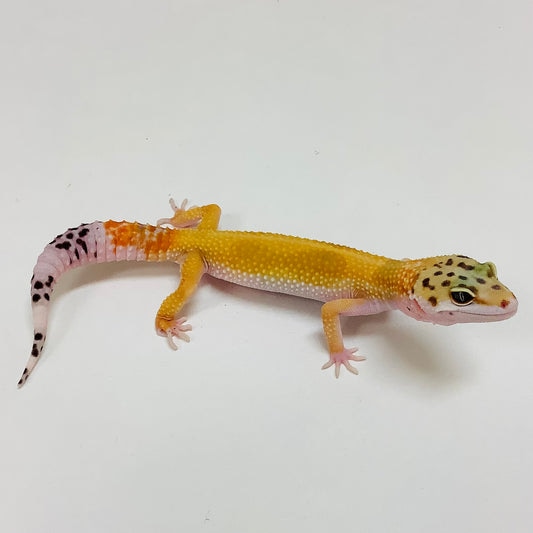 Super Hypo Tangerine Carrot Tail W/Y Leopard Gecko by BHB Reptiles