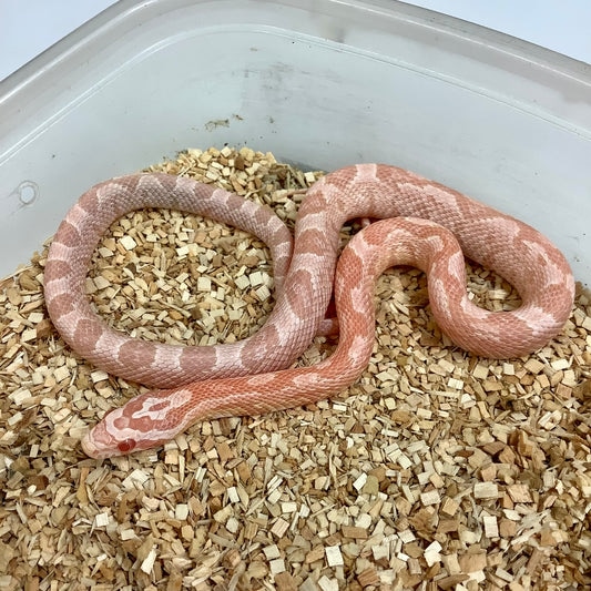Coral Snow Corn Snake by BHB Reptiles - MorphMarket