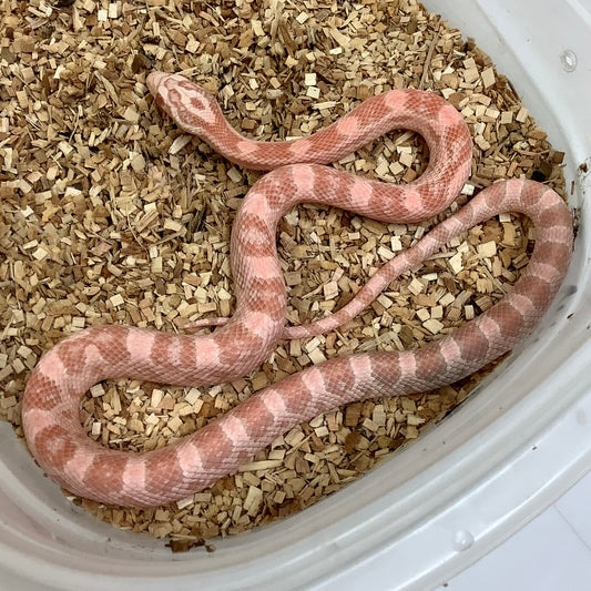 Coral Snow Corn Snake by BHB Reptiles
