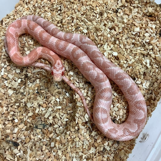 Coral Snow Corn Snake by BHB Reptiles - MorphMarket