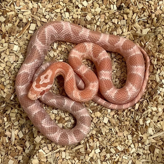 Coral Snow Corn Snake by BHB Reptiles - MorphMarket