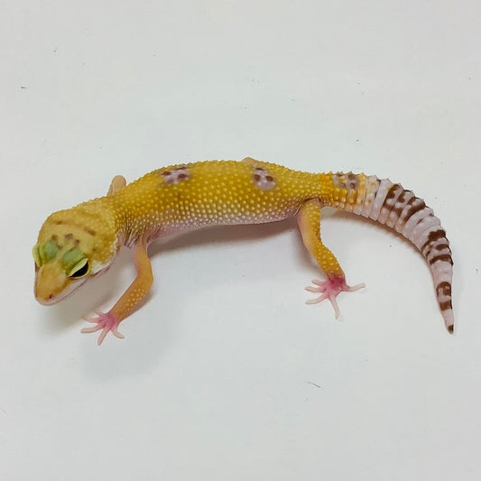 Albino Tremper Marble Eye Leopard Gecko by BHB Reptiles