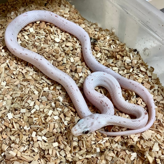 Palmetto Corn Snake by BHB Reptiles - MorphMarket