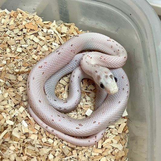 Palmetto Corn Snake by BHB Reptiles - MorphMarket