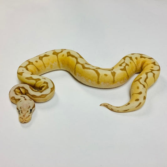 Banana Enchi Bumblebee Ball Python by BHB Reptiles