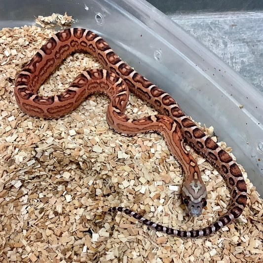 Scaleless Pos Het Creamsicle Corn Snake by BHB Reptiles - MorphMarket