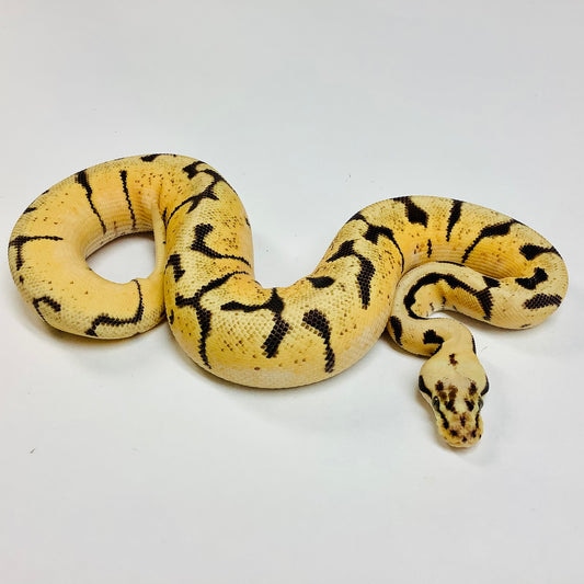 Enchi Bumblebee Ball Python by BHB Reptiles - MorphMarket